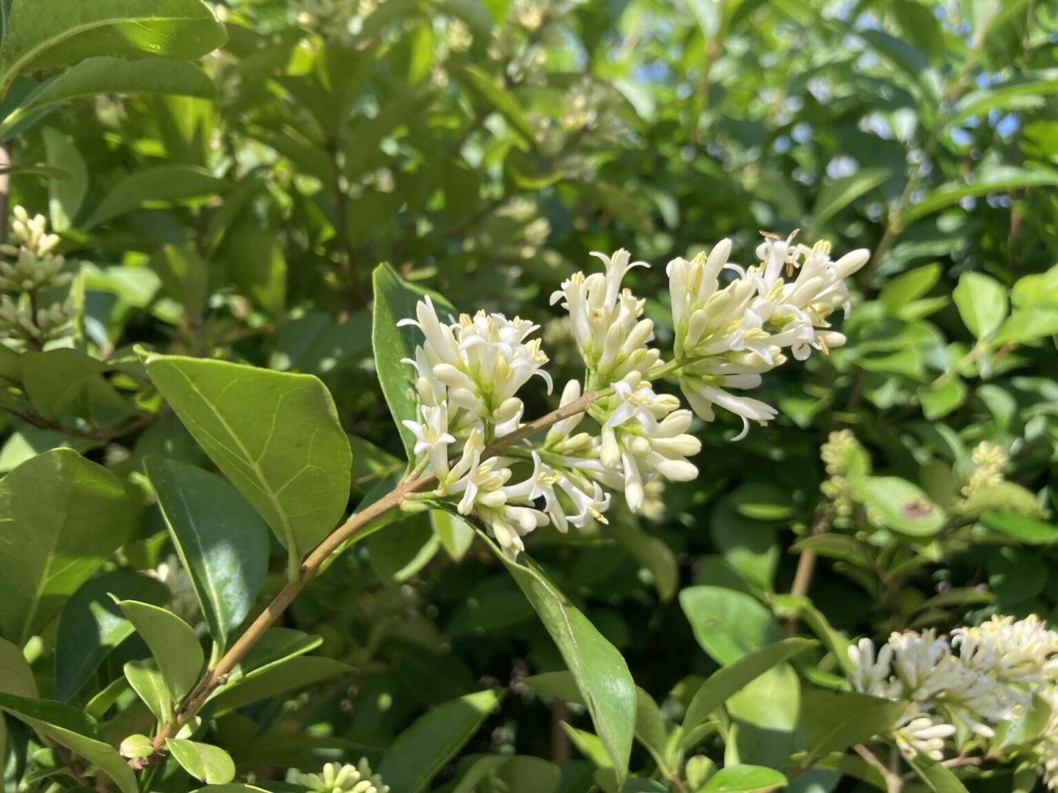 Bloeiboog: Wilde liguster – Ligustrum vulgare - Wilde Weelde